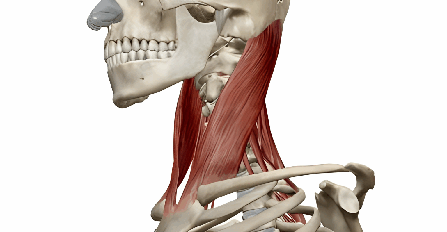 Sternocleidomastoid Syndrome: Neck Pain Relief | MVM Health