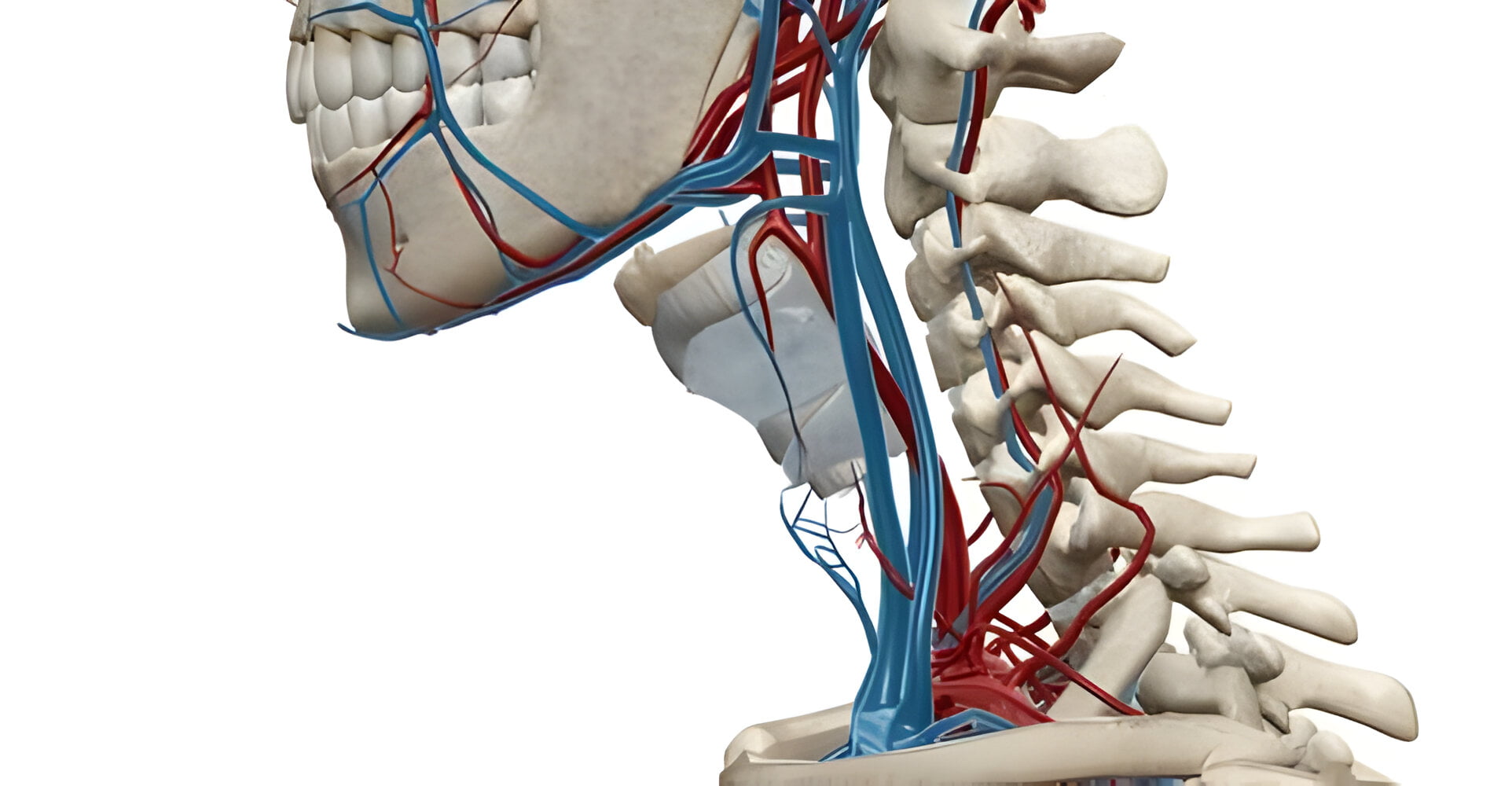 Vagus Nerve Dysfunction and Neck Pain: The Surprising Link
